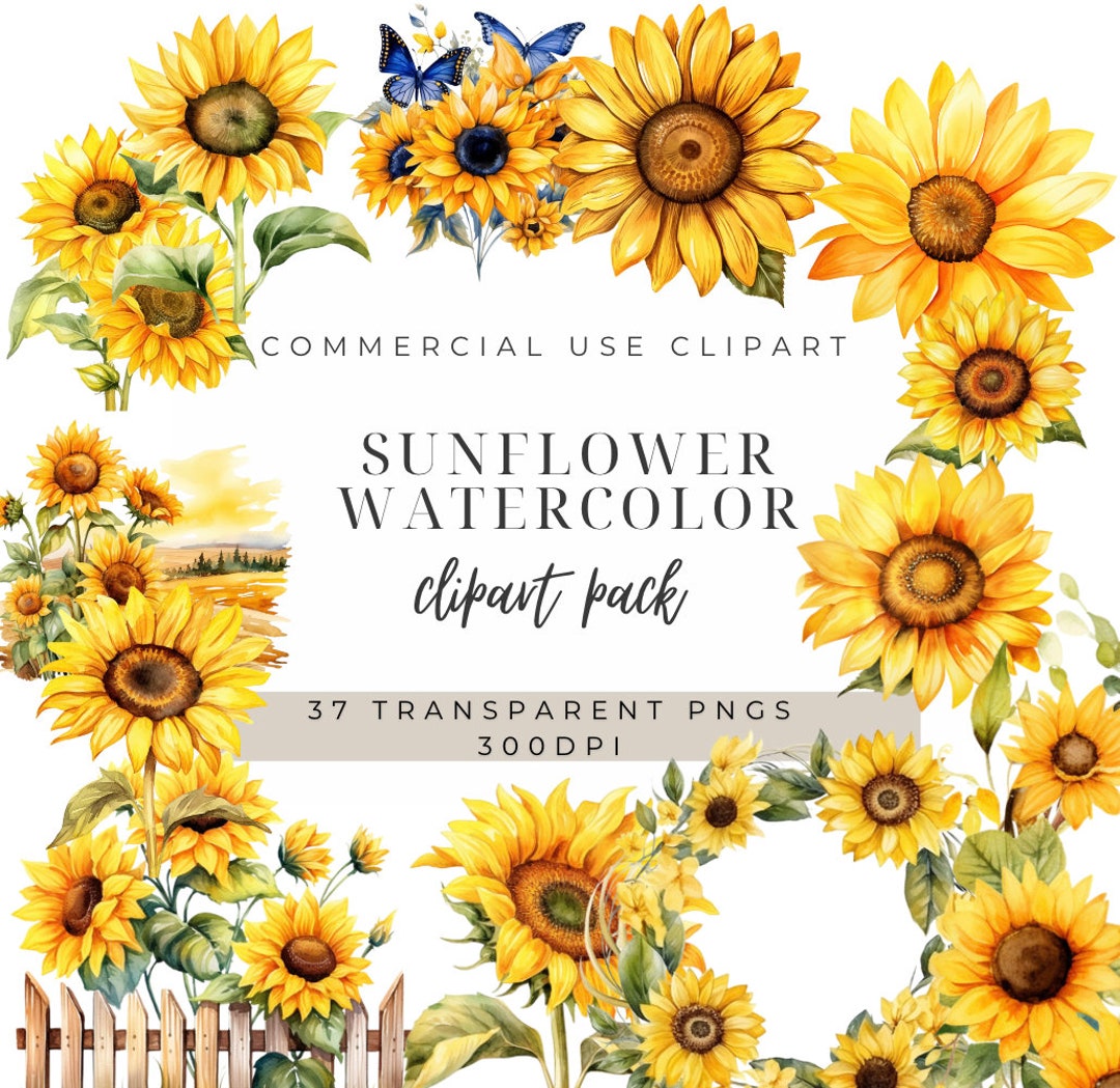 Sunflower Watercolor Clipart: 37 PNG Images, Commercial Use (digital ...