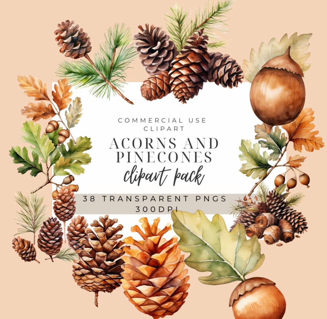 Watercolor Acorns and Pinecones Clipart: Autumn PNG Images (digital ...