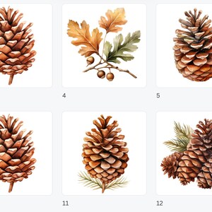 Acorns and Pinecones Clipart | Fall Images PNG | Acorn PNG | Pinecone ...