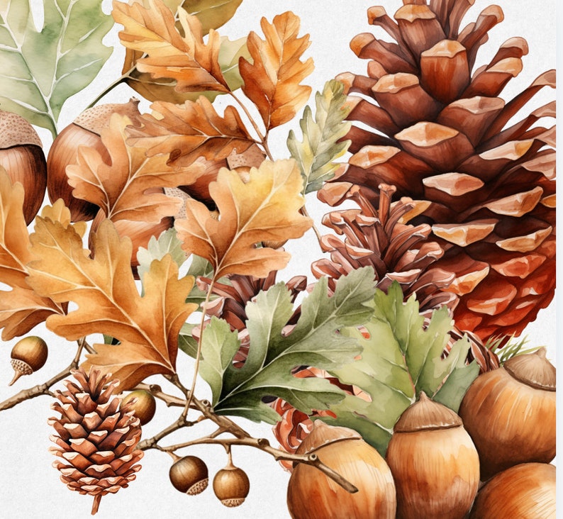 Acorns and Pinecones Clipart | Fall Images PNG | Acorn PNG | Pinecone ...