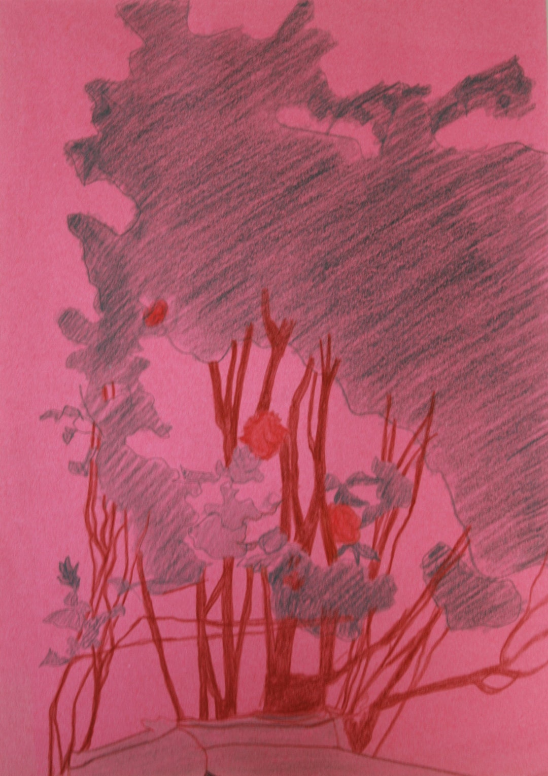 Rose Tree Original Pencil Drawing on Paper. - Etsy