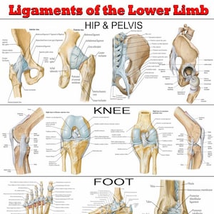 Ligaments of the Lower Limb: an Anatomical Overview Poster | Ready-to ...
