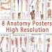 8 Anatomy Posters Collection for Printing -high Resolution 110:90 ...
