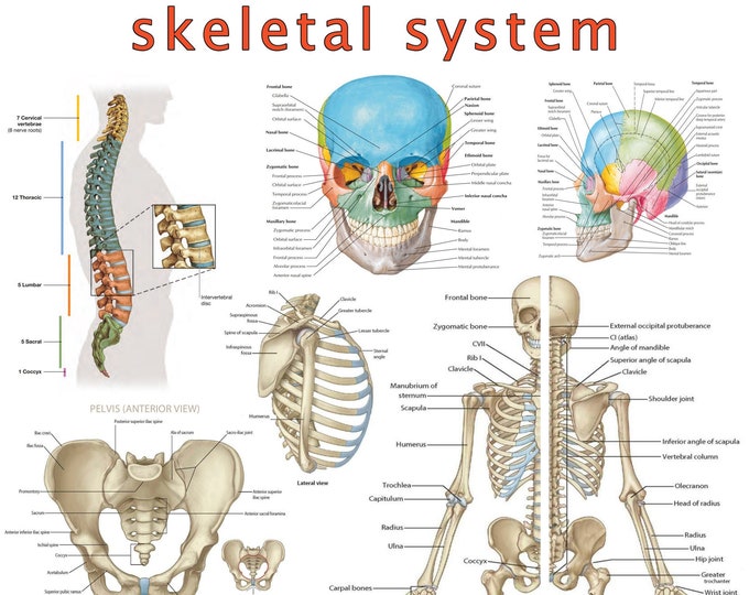 High-resolution Skeletal System Poster: Visual Guide (digital PDF) - Etsy