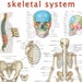 High-resolution Skeletal System Poster: Visual Guide (digital PDF) - Etsy