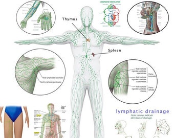 Dermatomas Brazo Mano Anatomia