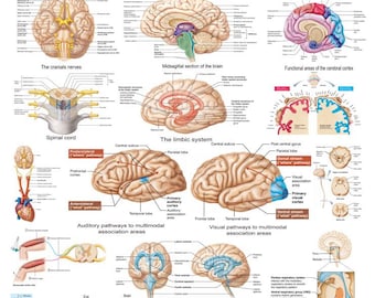 Cranial Nerves: the Ultimate Visual Guide—high-resolution PDF | Ready-to-print Educational ...