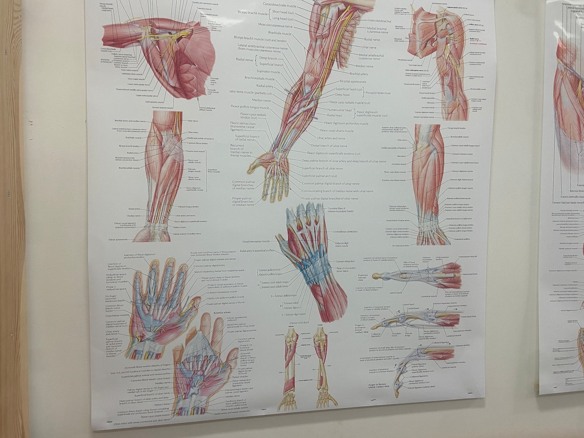 The Lymphatic System: A Comprehensive Visual Guide PDF HQ FILE - Etsy
