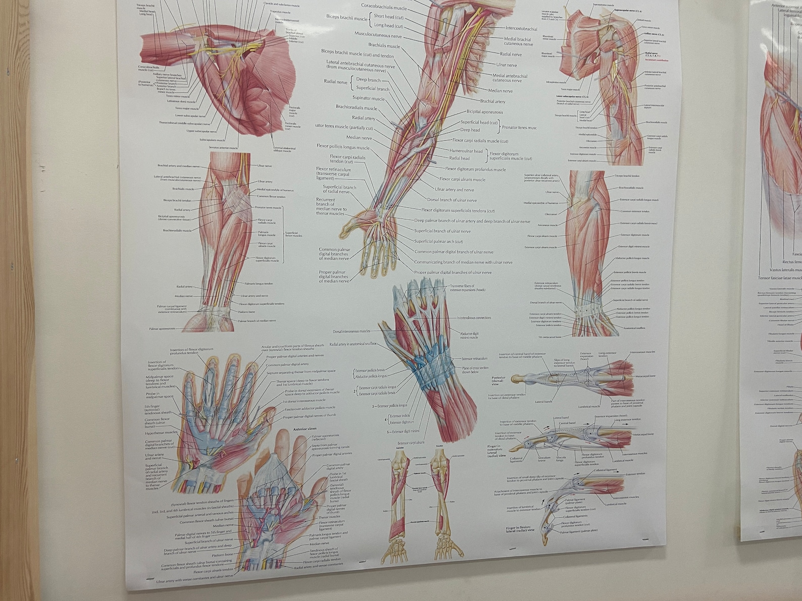 The Lymphatic System: A Comprehensive Visual Guide PDF HQ FILE - Etsy