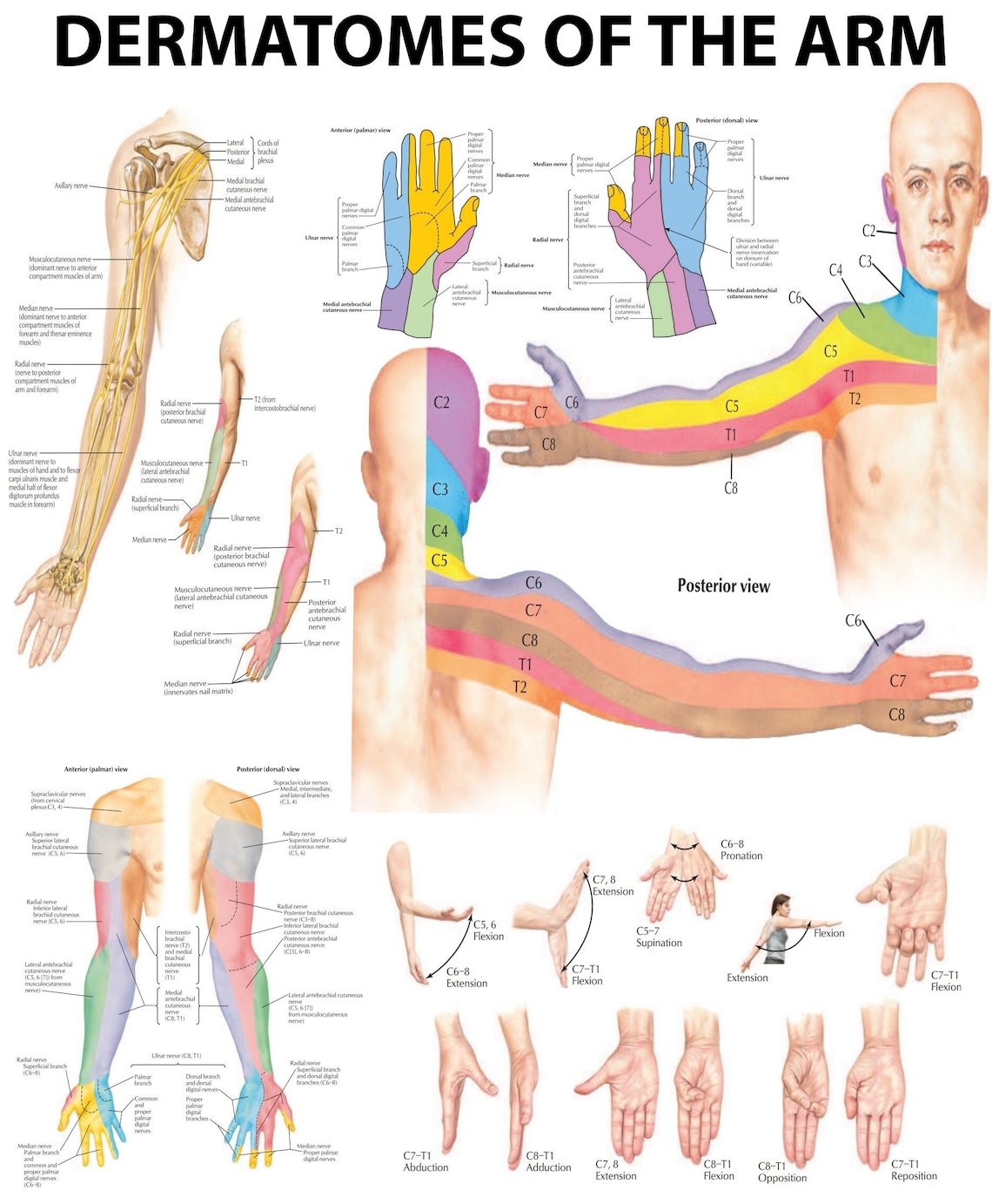 Arm Dermatomes: Mapping the Neurological Pathways - High-resolution PDF ...