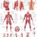 Human Muscular System | High-resolution Educational Poster | Printable ...