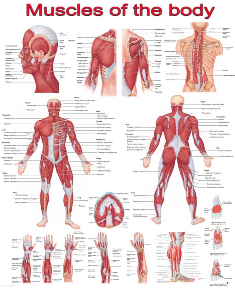 Human Muscular System | High-resolution Educational Poster | Printable ...