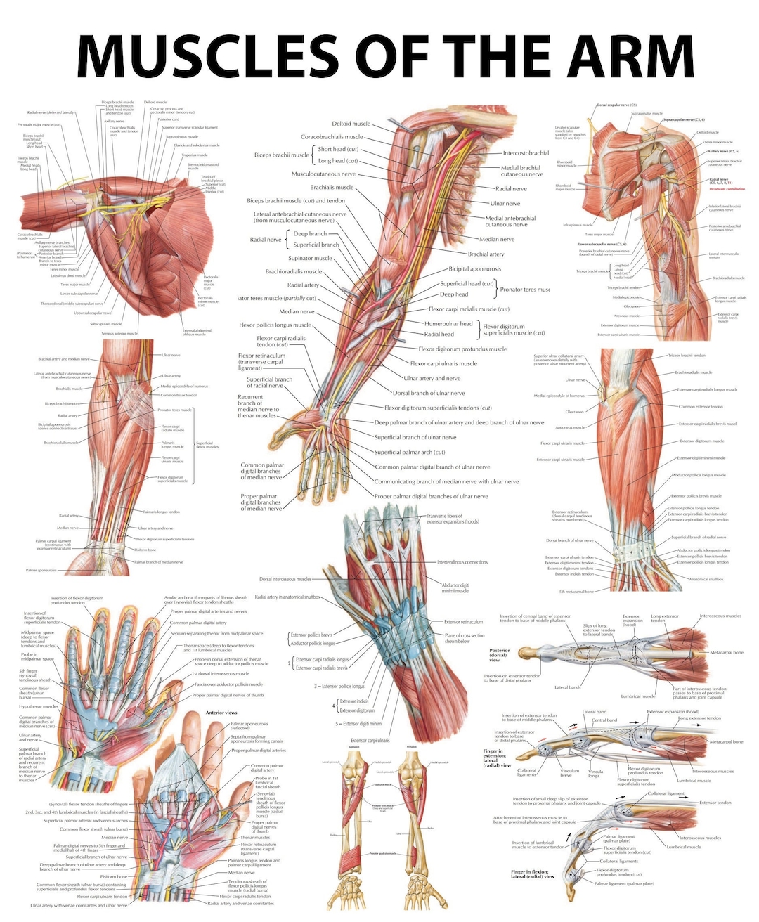 Anatomical Poster: Muscles of the Arm—unveiling the Power Within (PDF ...