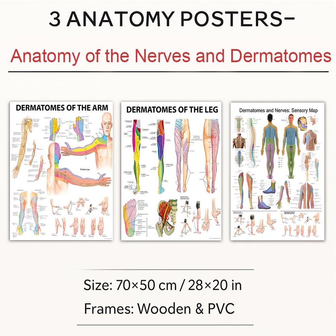 3 Anatomy Posters – Nerves & Dermatomes of Arm and Leg | Human ...