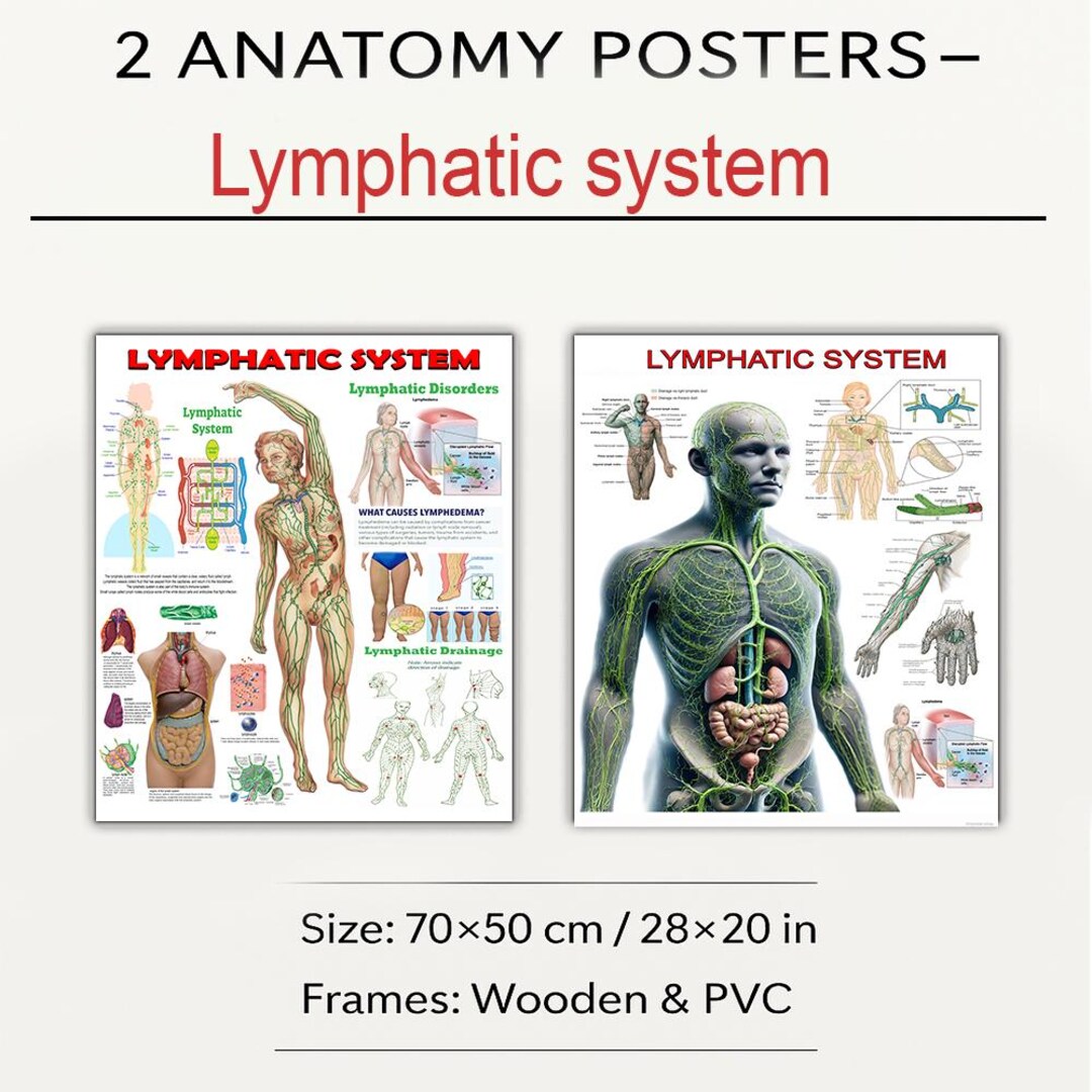 Lymphatic System Poster Set: Anatomy Charts for Physiotherapy (70x50 Cm ...