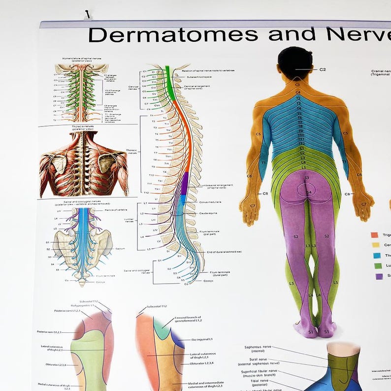 Dermatomes and Nerves Anatomy Poster: Neurology, Physiotherapy Wall ...