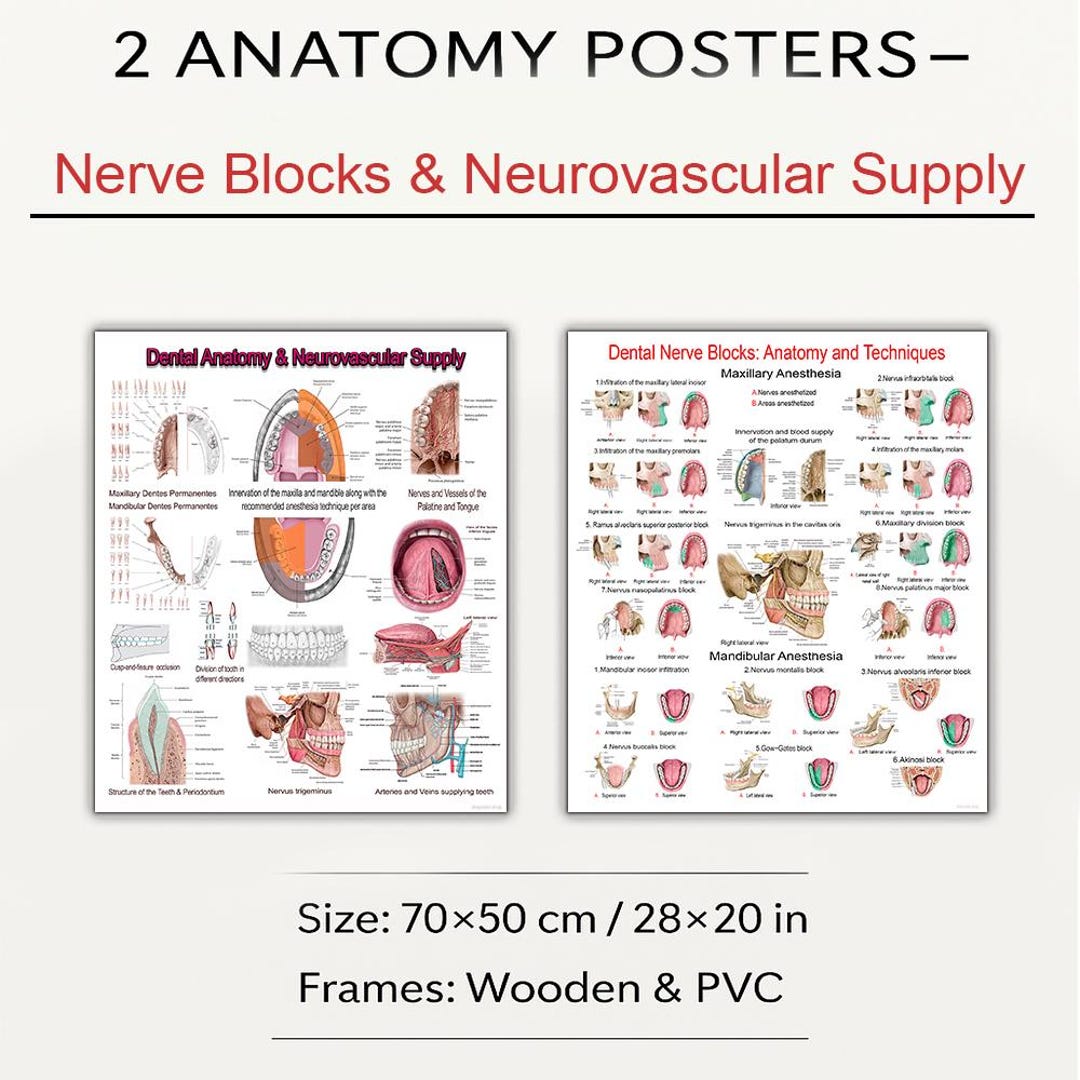 Dental Anatomy Posters: Nerve Blocks & Neurovascular Supply (70x50 Cm ...