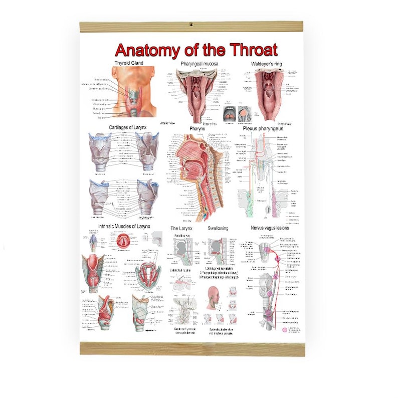 ENT Anatomy Poster Set – Ear, Throat, Nose Medical Charts - Etsy Australia