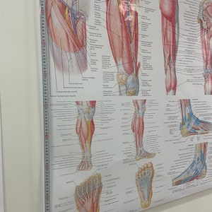 The Lymphatic System: A Comprehensive Visual Guide PDF HQ FILE - Etsy