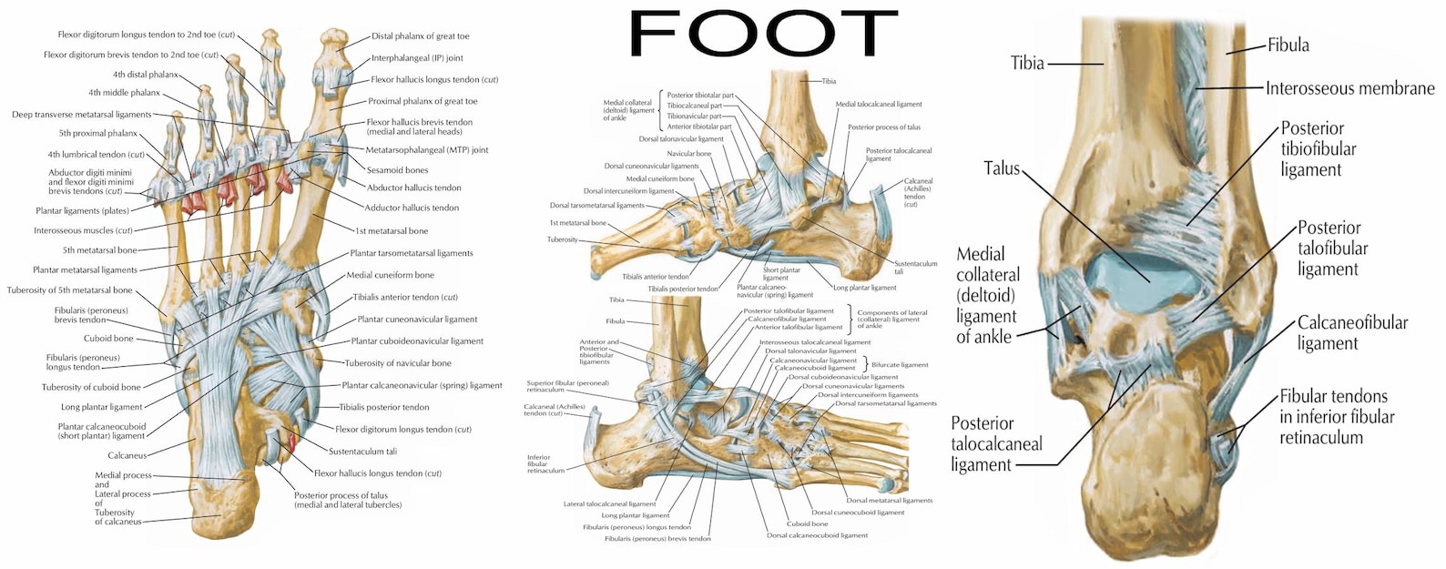 Ligaments of the Lower Limb: an Anatomical Overview Poster | Ready-to ...