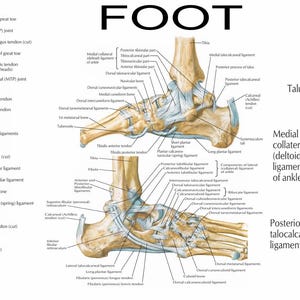 Ligaments of the Lower Limb Poster – Hip, Knee & Foot Anatomy Chart ...