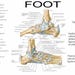 Ligaments of the Lower Limb Poster – Hip, Knee & Foot Anatomy Chart ...