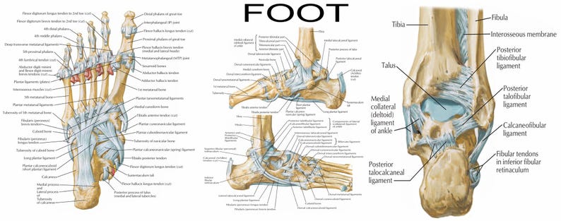 Ligaments of the Lower Limb: an Anatomical Overview Poster | Ready-to ...