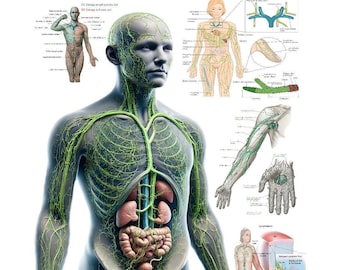 Lymphatic System Poster: Comprehensive Overview With Anatomy and Common ...