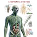 Lymphatic System Poster: Comprehensive Overview With Anatomy and Common ...
