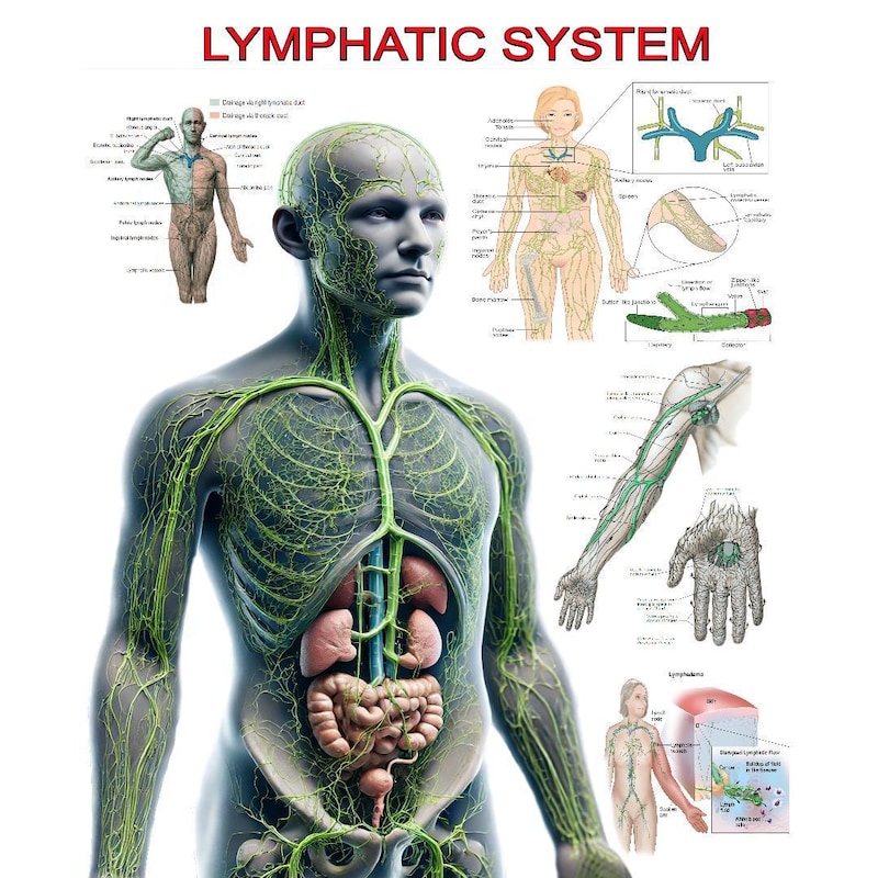 Lymphatic Drainage Chart - Etsy