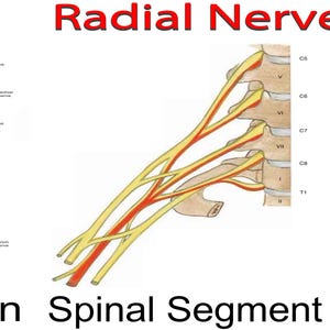 Nerves of the Arm: Distribution, Spinal Segment, and Palsy - High ...