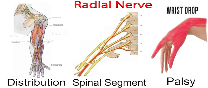 Nerves of the Arm: Distribution, Spinal Segment, and Palsy - High ...