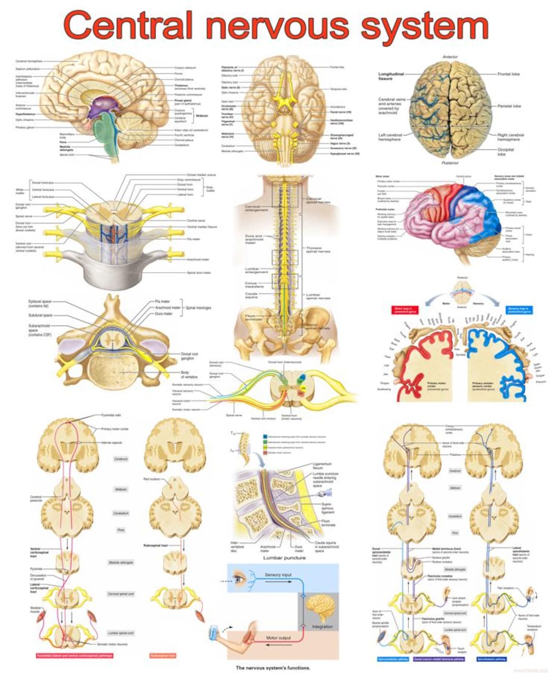 Central Nervous System Anatomy | High-resolution PDF | Ready-to-print Educational Poster - Etsy