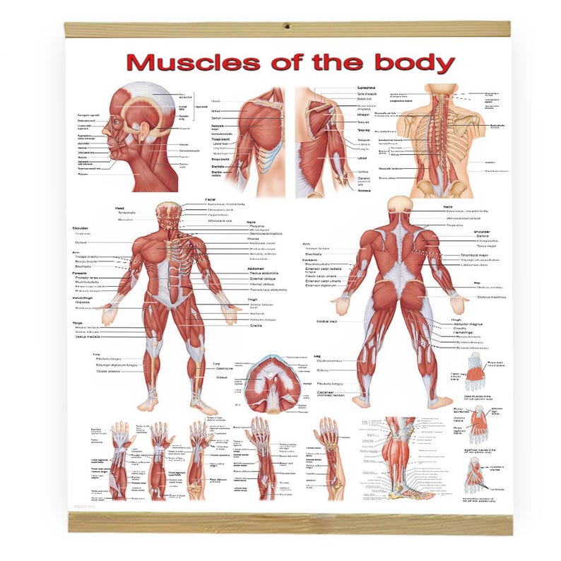 Muscular System Anatomy Poster: Educational Clinic Wall Chart - Etsy