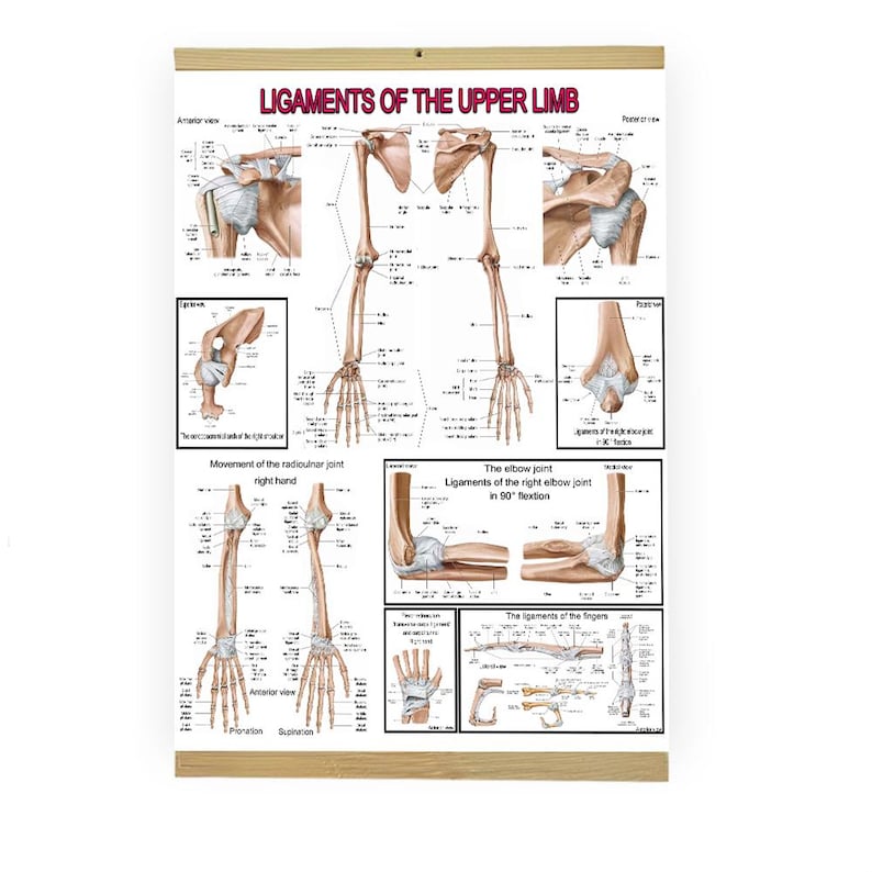 Upper Limb Ligaments Anatomy Poster: Shoulder, Elbow, Wrist & Hand ...