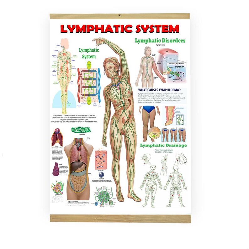 Lymphatic System Poster Set: Anatomy Charts for Physiotherapy (70x50 Cm ...