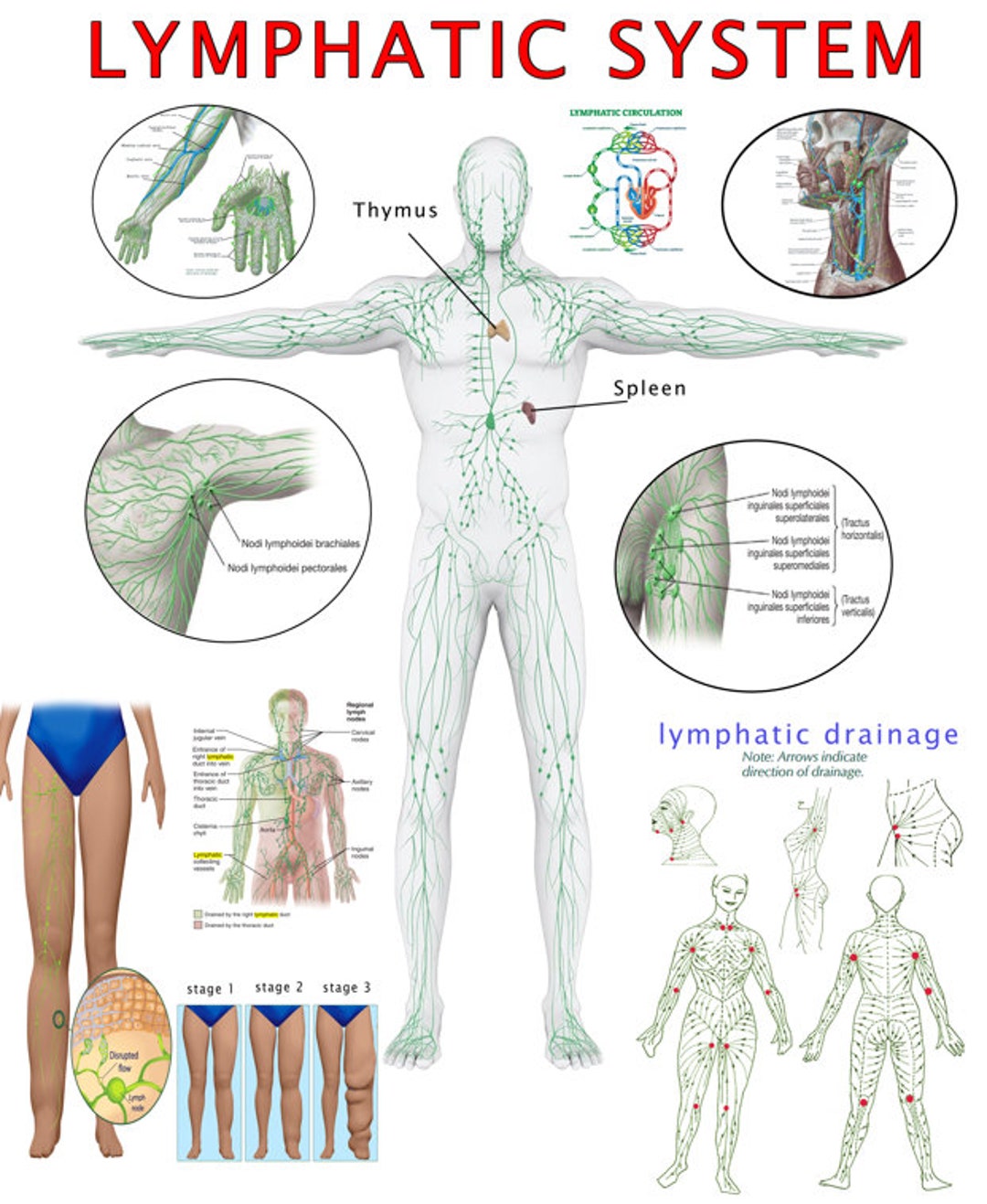 The Lymphatic System Poster: A Comprehensive Visual Guide PDF HQ FILE ...