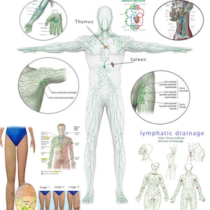 The Lymphatic System Poster: A Comprehensive Visual Guide PDF HQ FILE ...