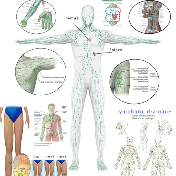 Lymphatic Drainage Poster - Etsy UK