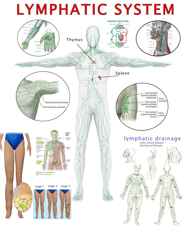 The Lymphatic System Poster: A Comprehensive Visual Guide PDF HQ FILE ...