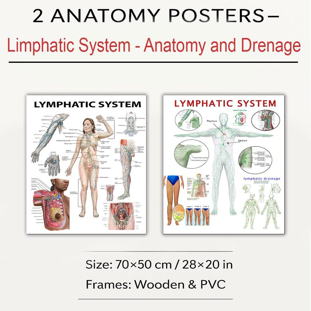 Lymphatic System Anatomy Posters: Medical Student & Doctor Gift - Etsy UK