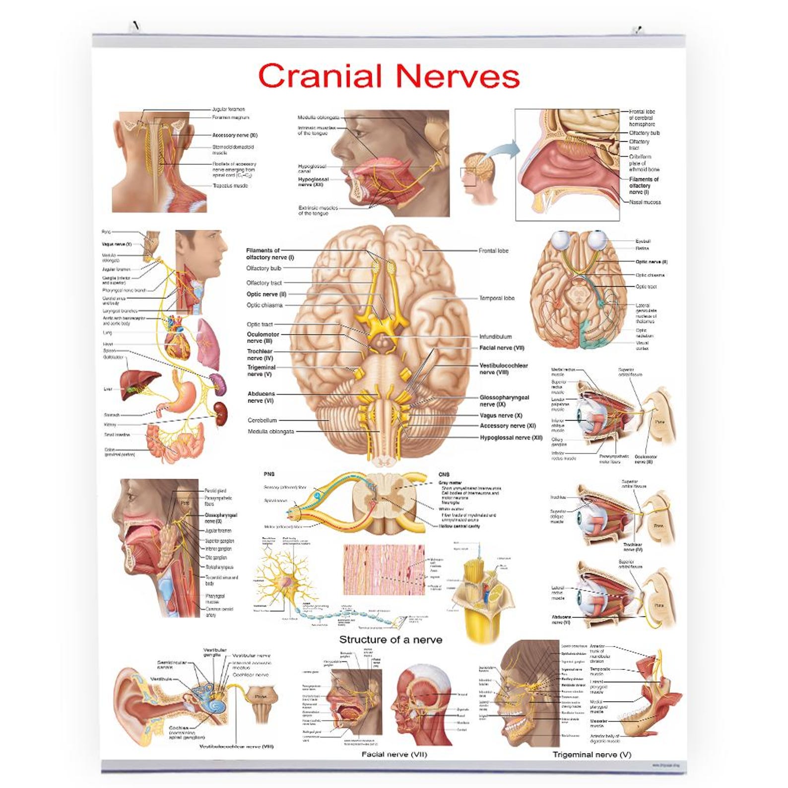 Cranial Nerves Anatomy Poster: Brain Nerve Pathways Chart for Students ...