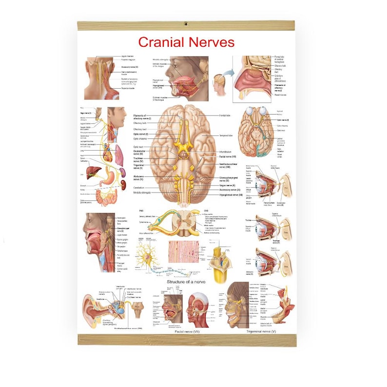 Cranial Nerves Anatomy Poster: Brain Nerve Pathways Chart for Students ...