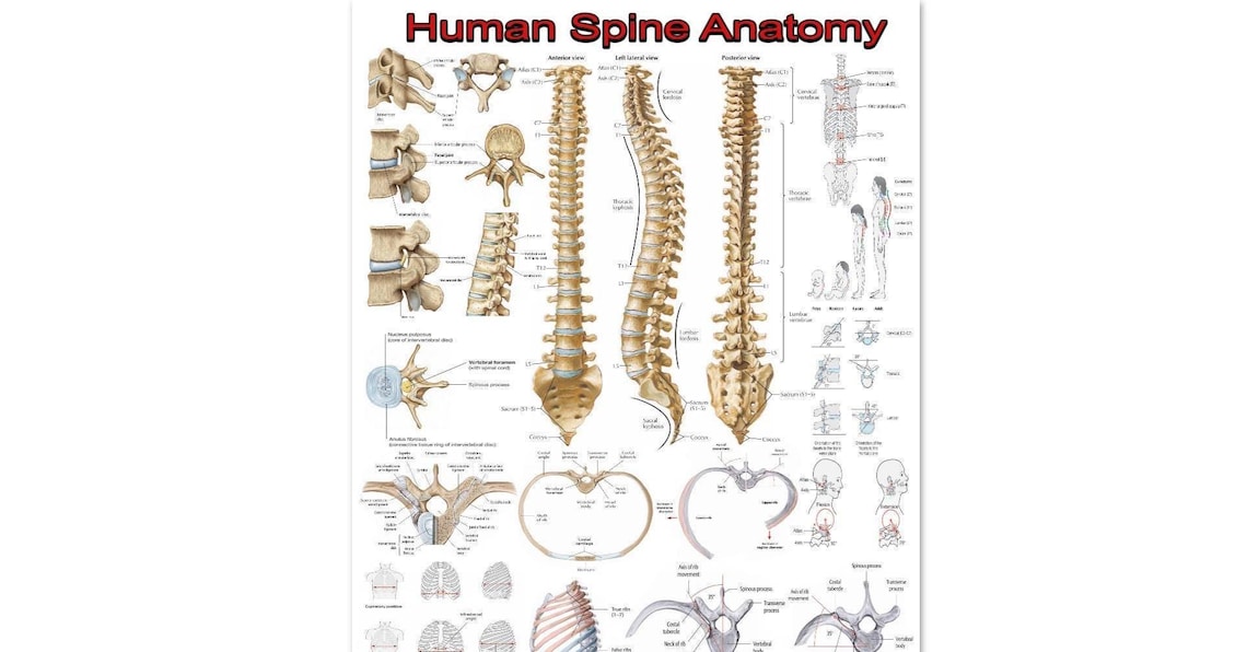 Human Spine Anatomy: A Detailed Visual Guide | High-resolution PDF ...