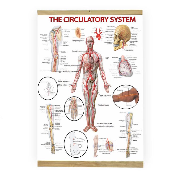 Circulatory System Anatomy Poster: Medical Wall Chart for Students ...
