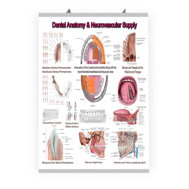 Dental Anatomy and Nerves Poster: Oral Cavity Chart for Dentists; 70x50 ...