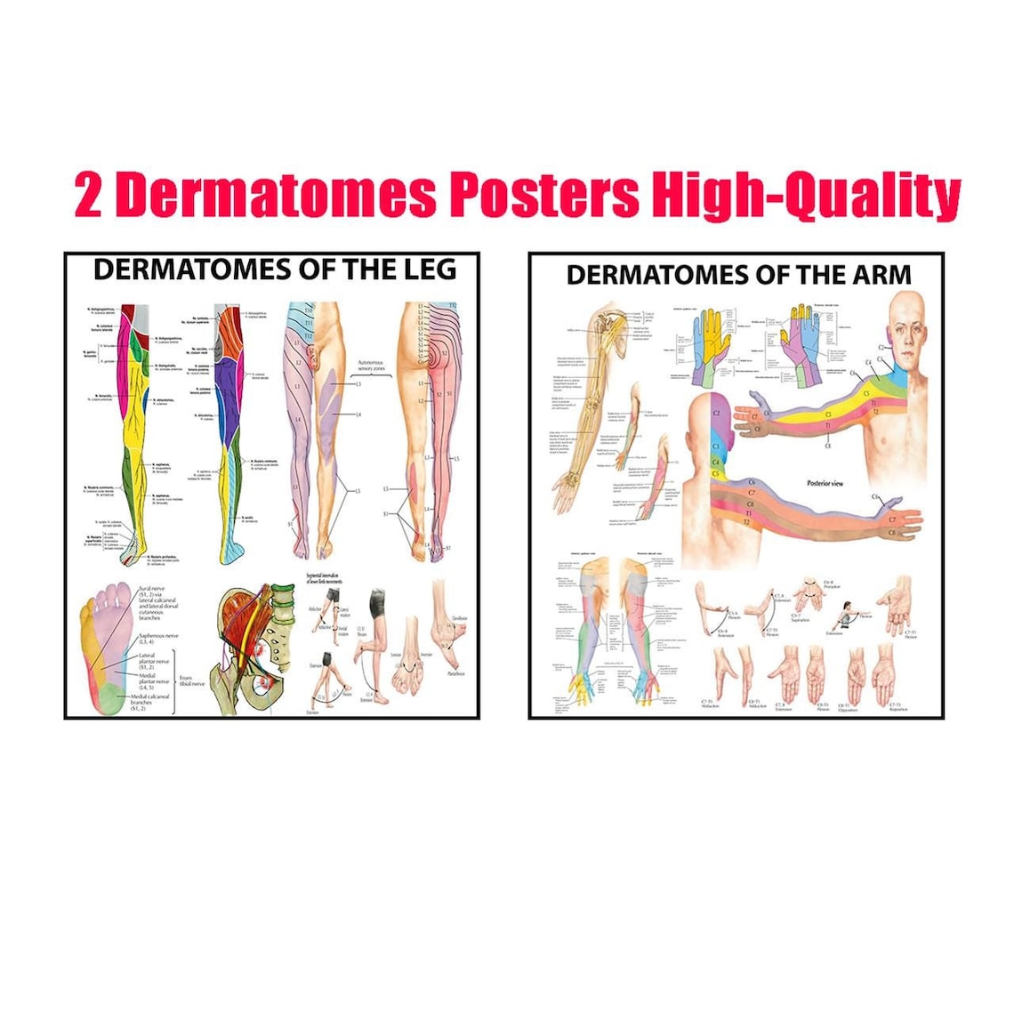 Arm & Leg Dermatomes: Mapping the Neurological Pathways PDF HQ FILES ...