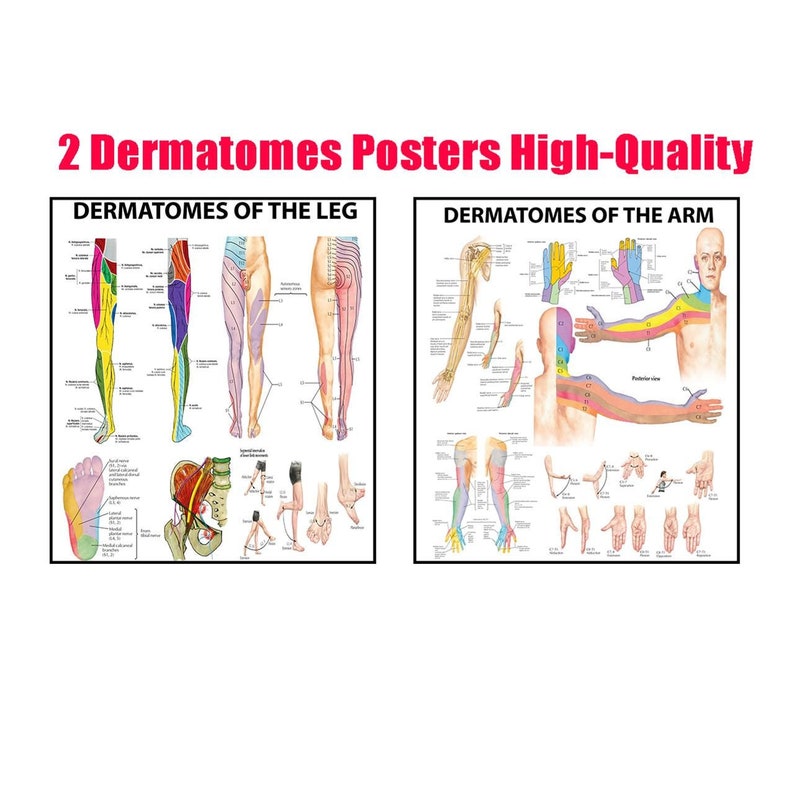 Arm & Leg Dermatomes: Mapping the Neurological Pathways PDF HQ FILES ...