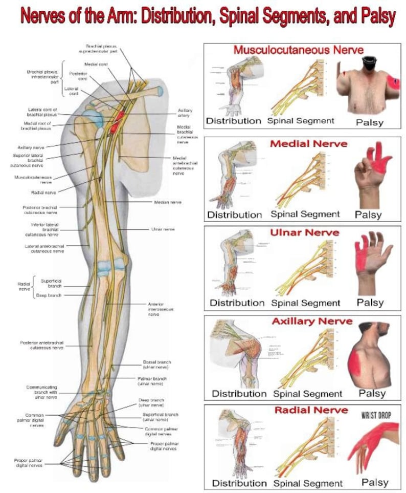 Nerves of the Arm: Distribution, Spinal Segment, and Palsy - High ...