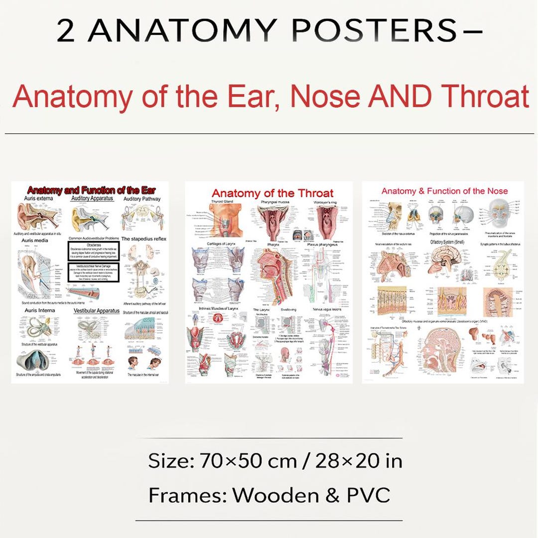 ENT Anatomy Poster Set – Ear, Throat, Nose Medical Charts - Etsy Australia